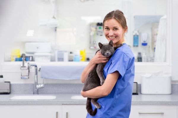 What Should You Do in an Animal Emergency?