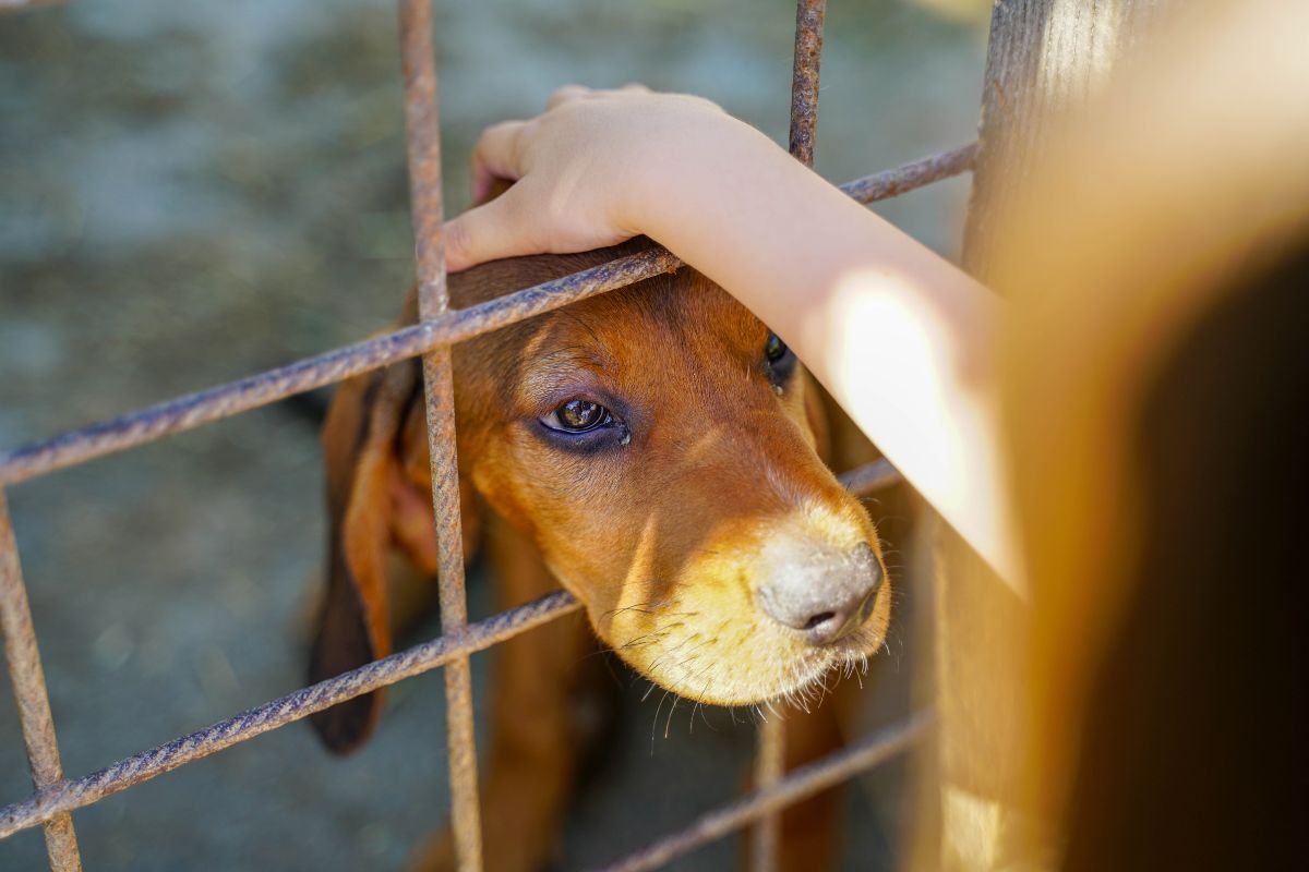 Religious Use of Animals in India: Law, Beliefs and Ethical Boundaries